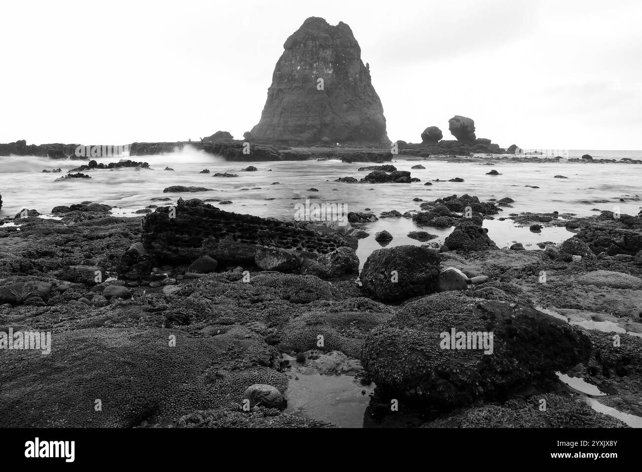 Papuma Beach, one of the beaches in East Java that has a unique coral ...