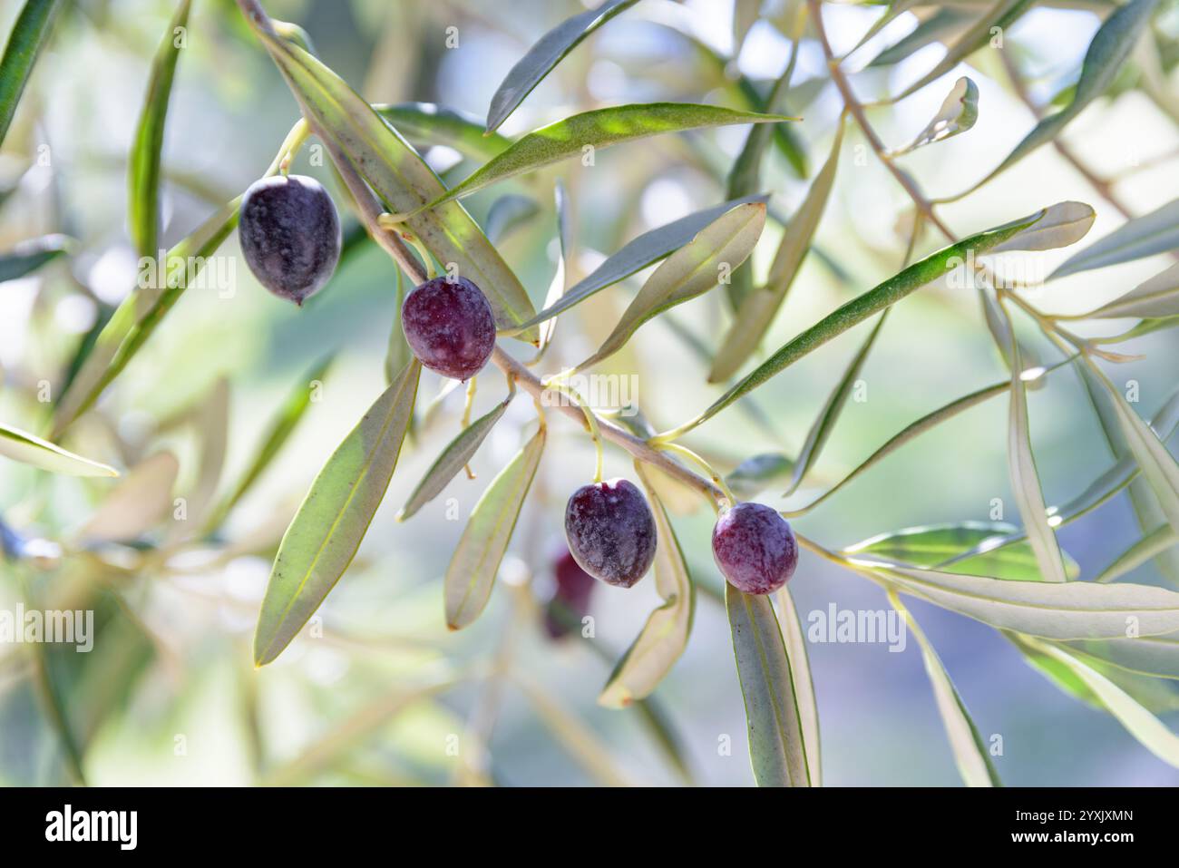 Olive tree branch ripe hi-res stock photography and images - Alamy
