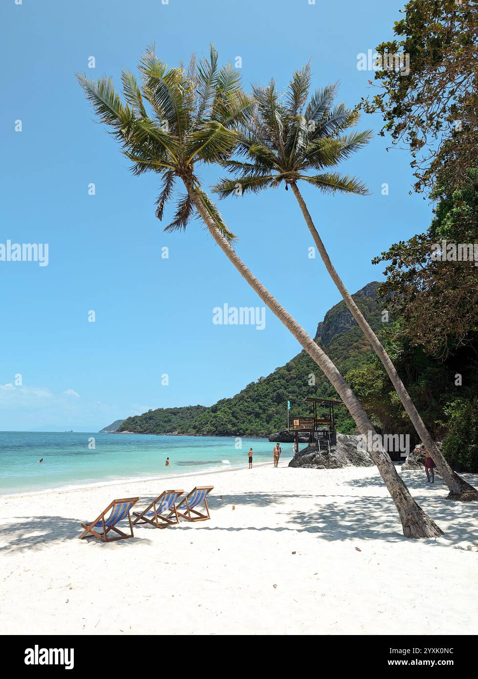 Palm Trees in Thailand Stock Photo - Alamy