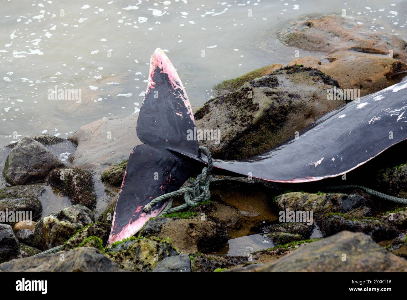 Beached whale in Colombo, Sri Lanka The tail of a deceased pilot whale ...