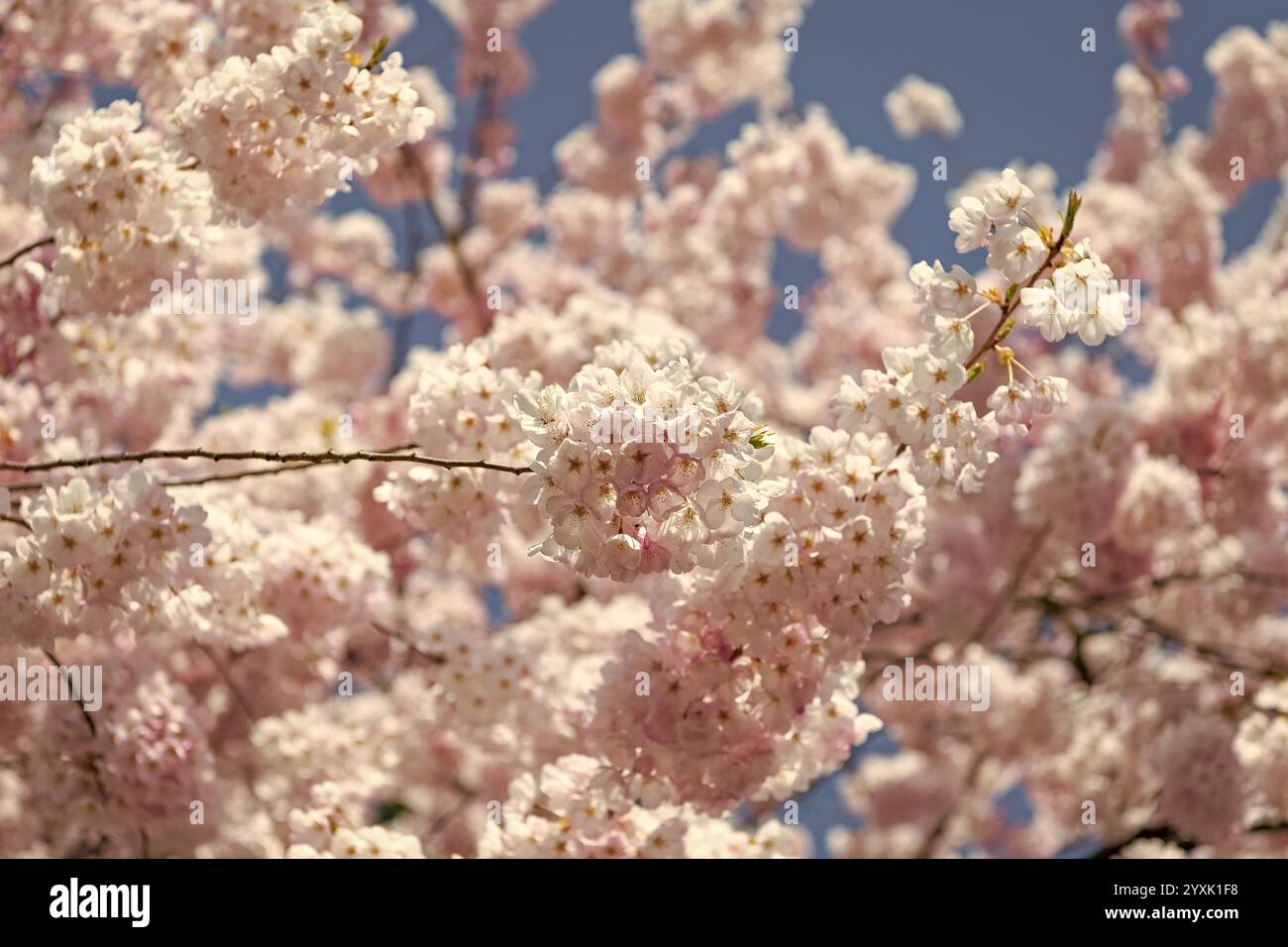Sakura tree in bloom in spring. Beautiful spring season. Sakura tree ...