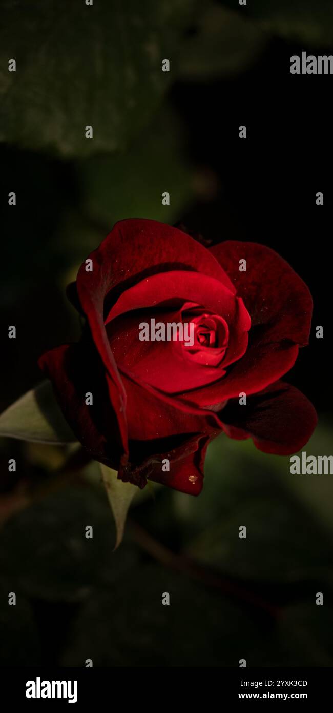 Red velvet blossom rose on dark background Stock Photo - Alamy