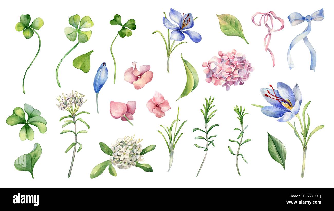 Clover, crocus and wild rosemary and hydrangea watercolor illustration ...