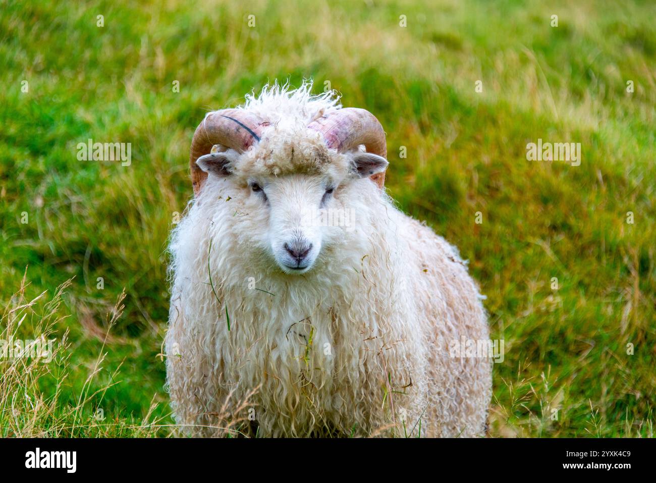 Faroese ram faroe islands hi-res stock photography and images - Alamy