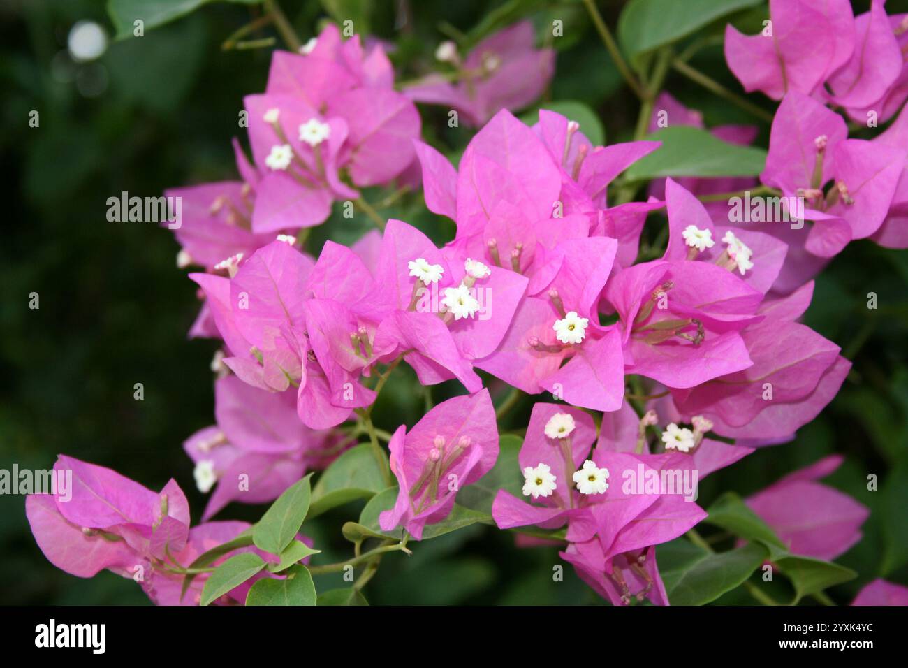 'Great Bougainvillea' (Bougainvillea spectabilis) cultivar with deep ...
