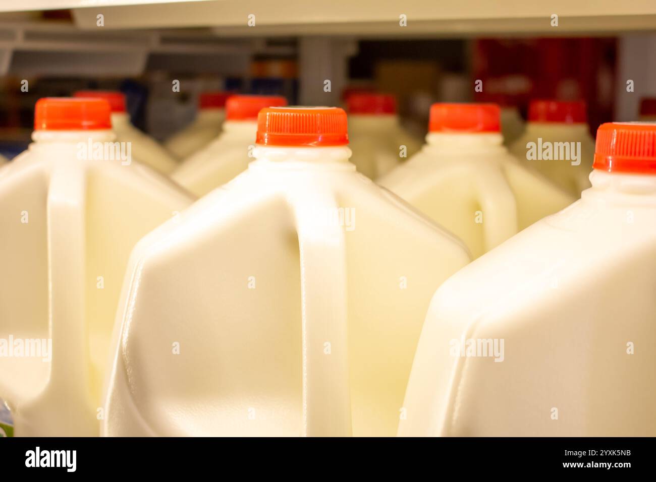 A view of several gallon size jugs of milk, on display at a local ...