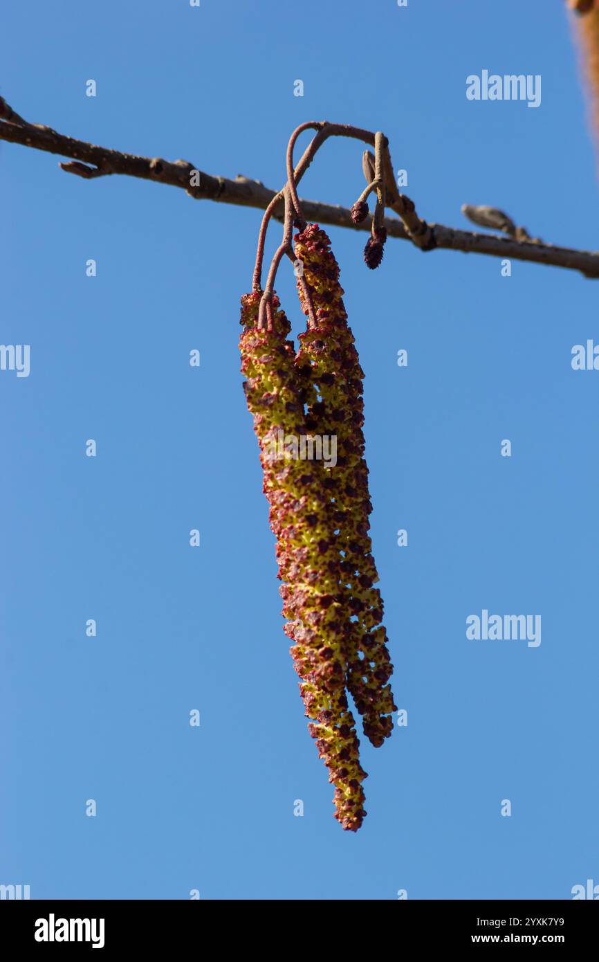 Small branch of black alder Alnus glutinosa with male catkins and ...