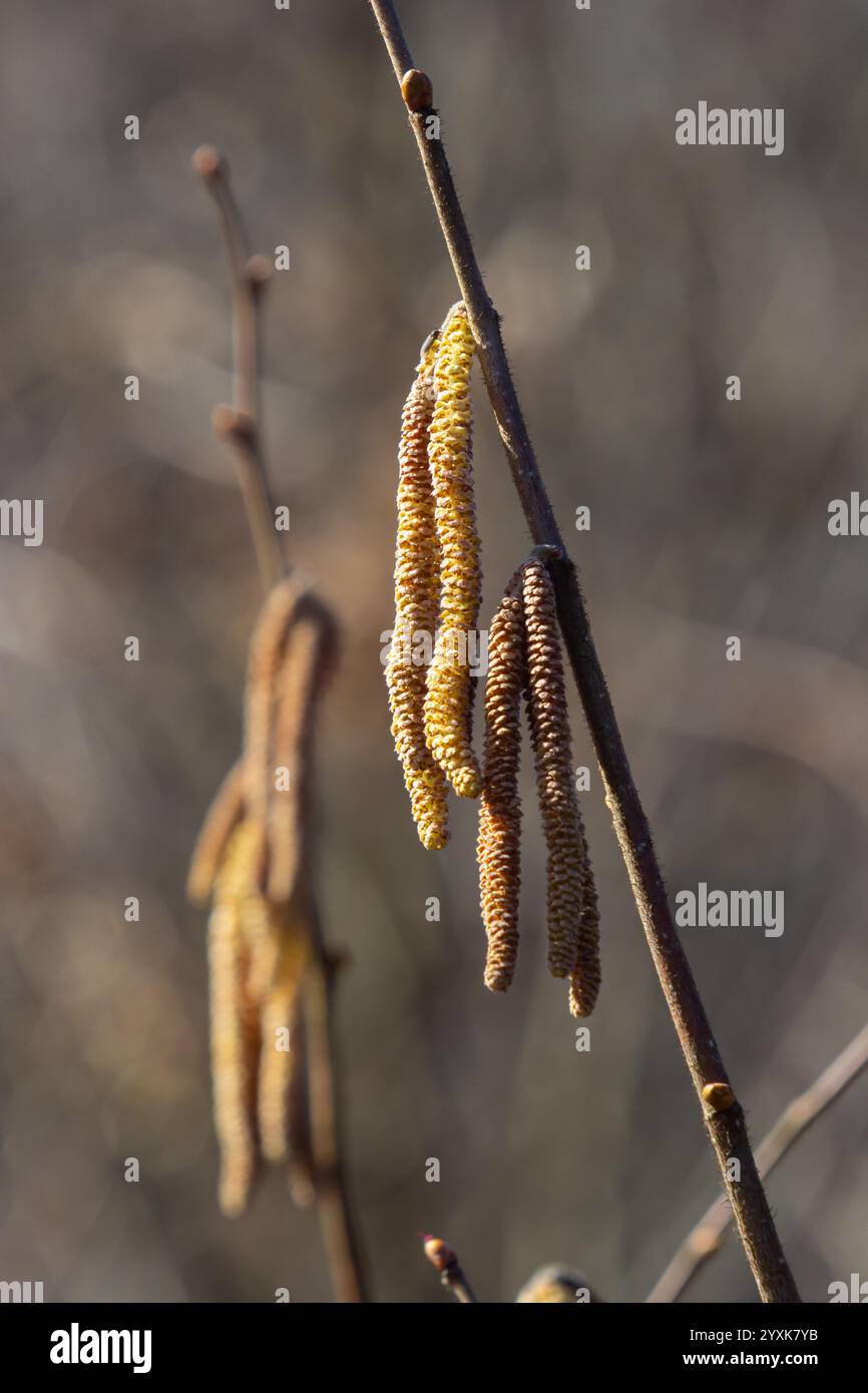 First signs of spring. Hazel, European filbert Corylus avellana opened ...