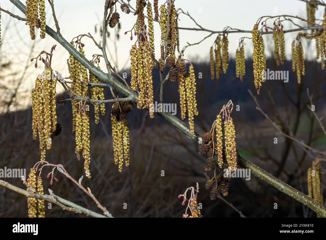 Small branch of black alder Alnus glutinosa with male catkins and ...