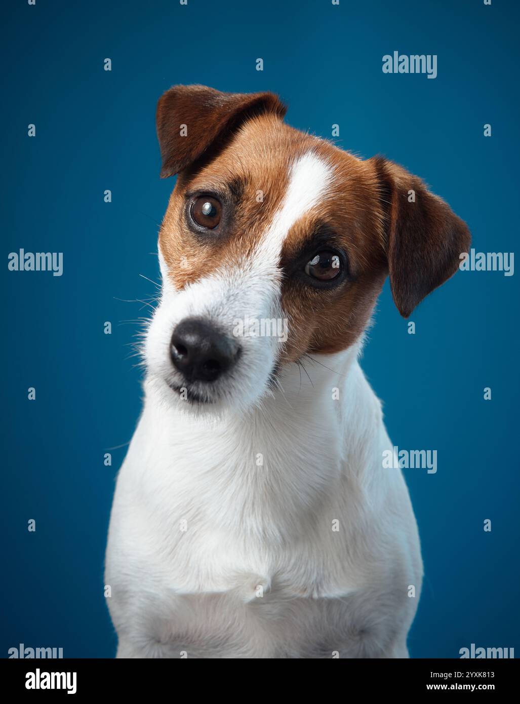 A close-up of a Jack Russell Terrier with a curious and attentive look ...