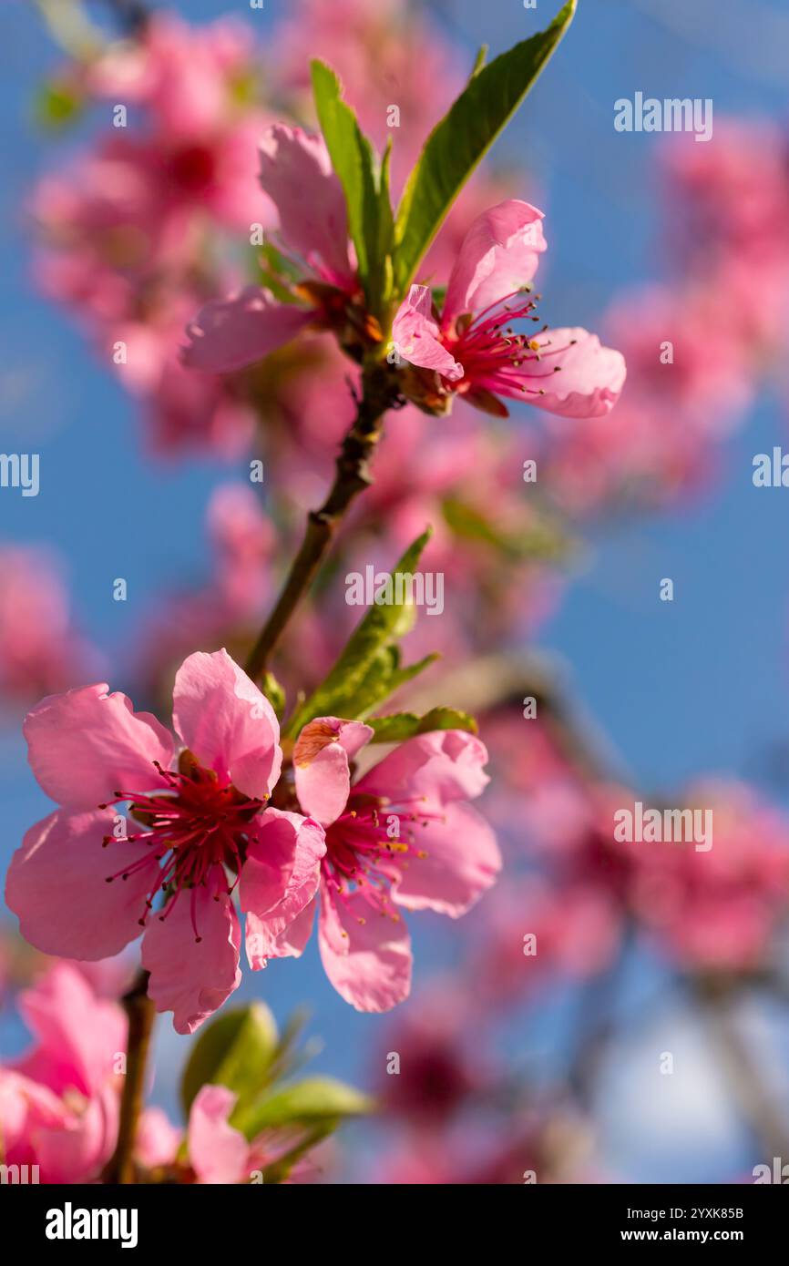 Peach tree, blurred background. Blooming tree in spring with pink ...