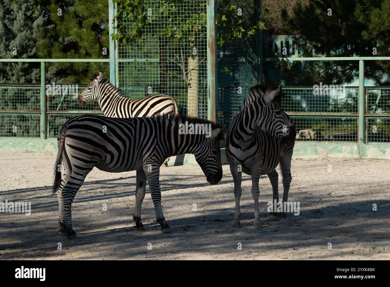Zebras Zoo Enclosure, daytime, captive animals; Three zebras interact ...