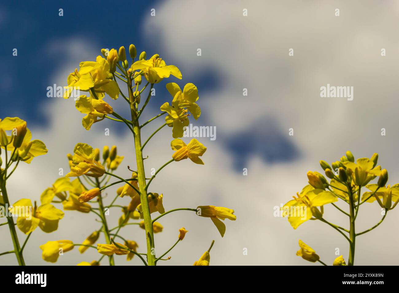 Blooming canola field and blu sky with stormy clouds Stock Photo - Alamy