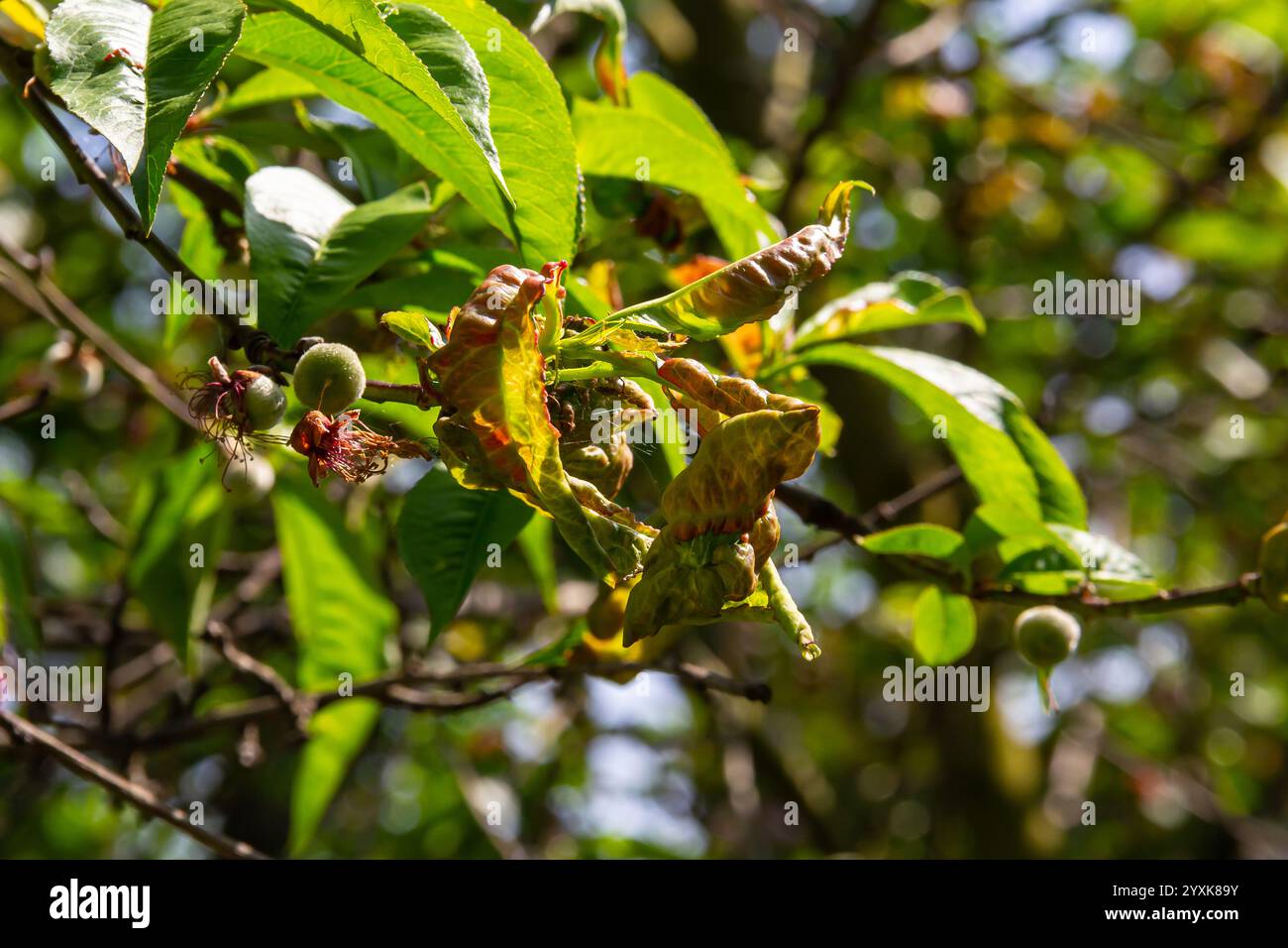 Peach leaf curl. Fungal disease of peaches tree. Taphrina deformans ...