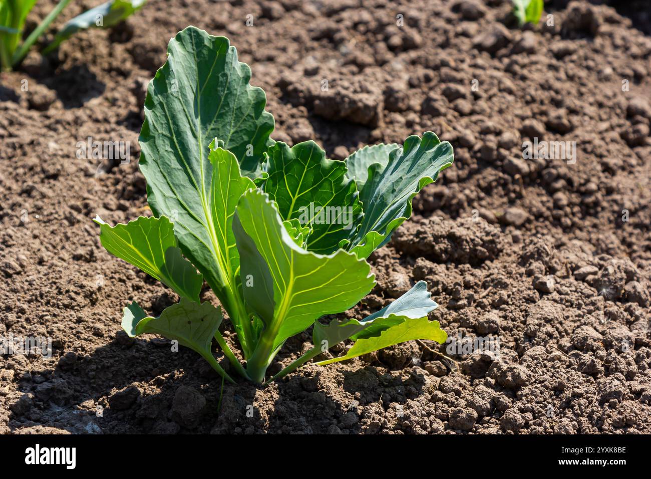 young cabbage sprout on the vegetable bed Stock Photo - Alamy