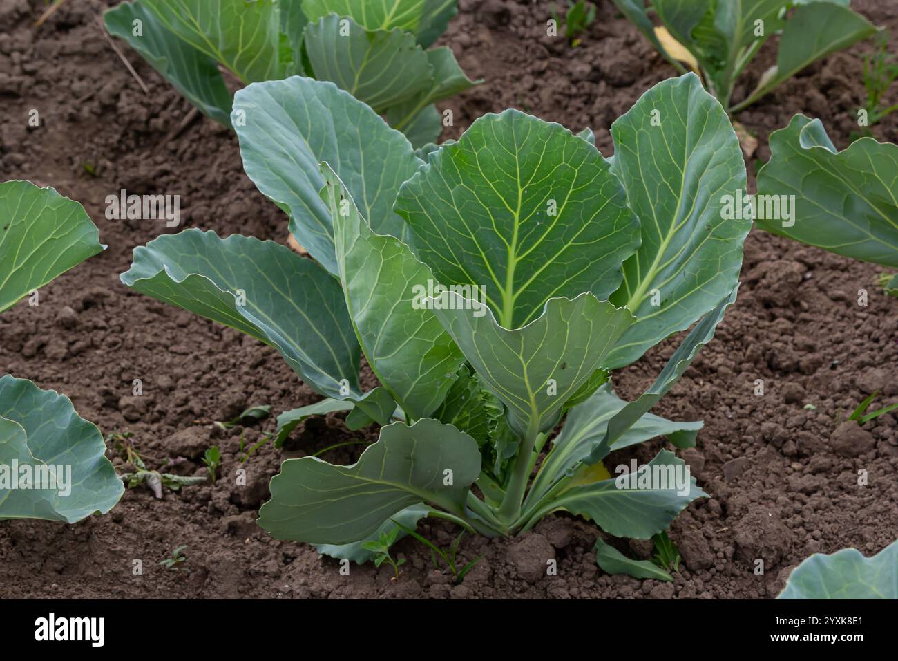 young cabbage sprout on the vegetable bed Stock Photo - Alamy