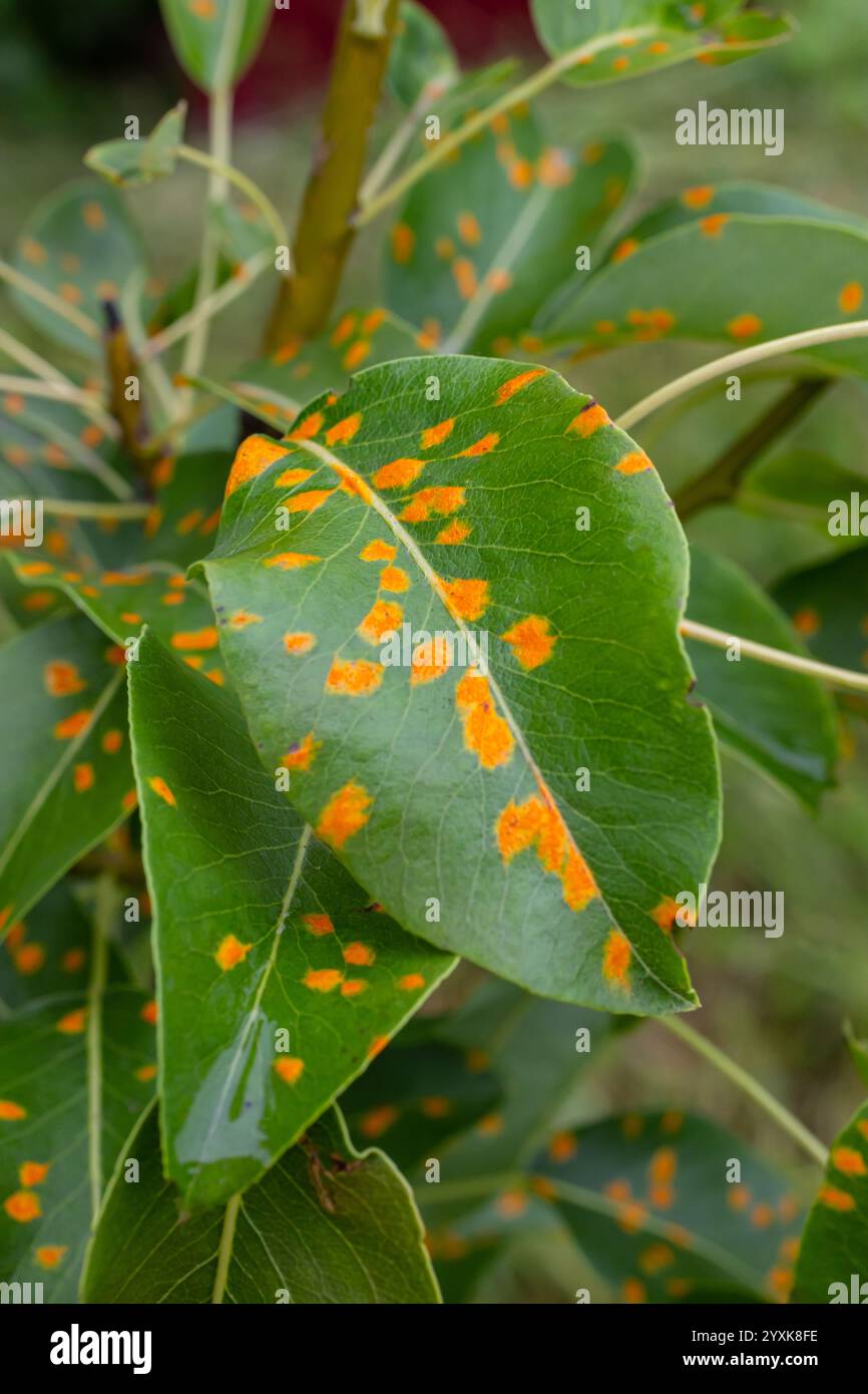 Pear leaves with pear rust infestation Stock Photo - Alamy