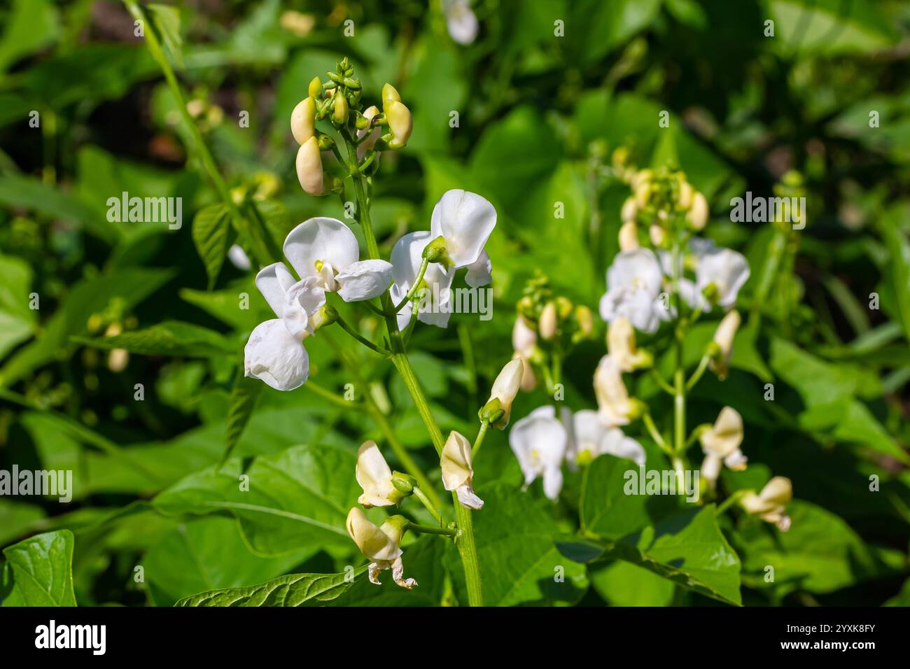 Beautiful flowers of Runner Bean Plant Phaseolus coccineus growing in ...