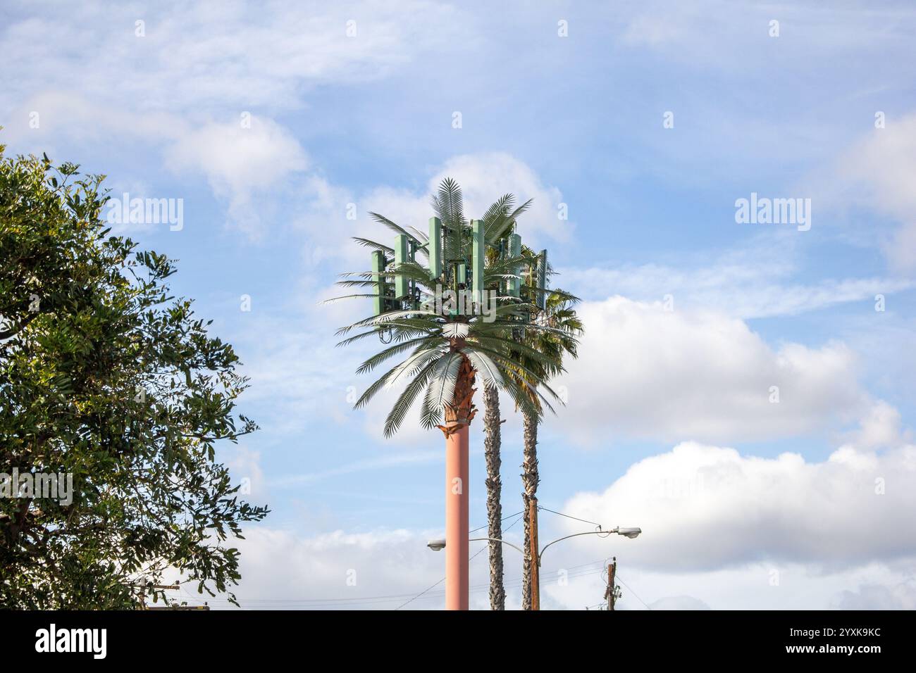 A view of a cell tower disguised as a palm tree Stock Photo - Alamy