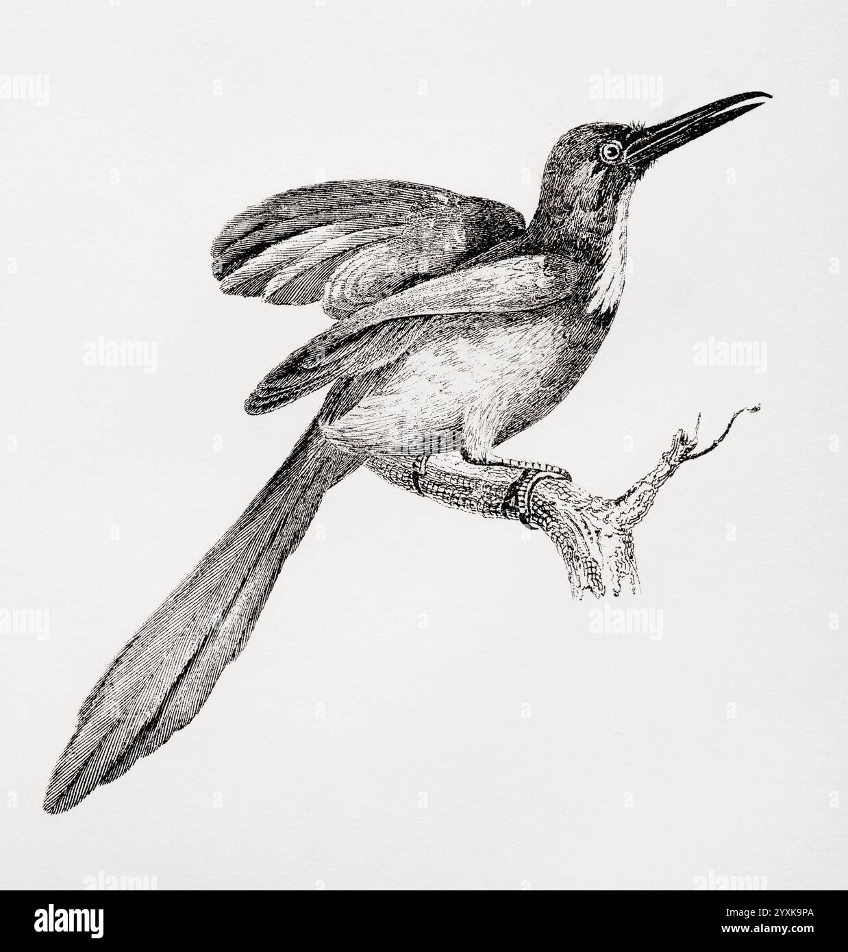 Galbula leptura hi-res stock photography and images - Alamy