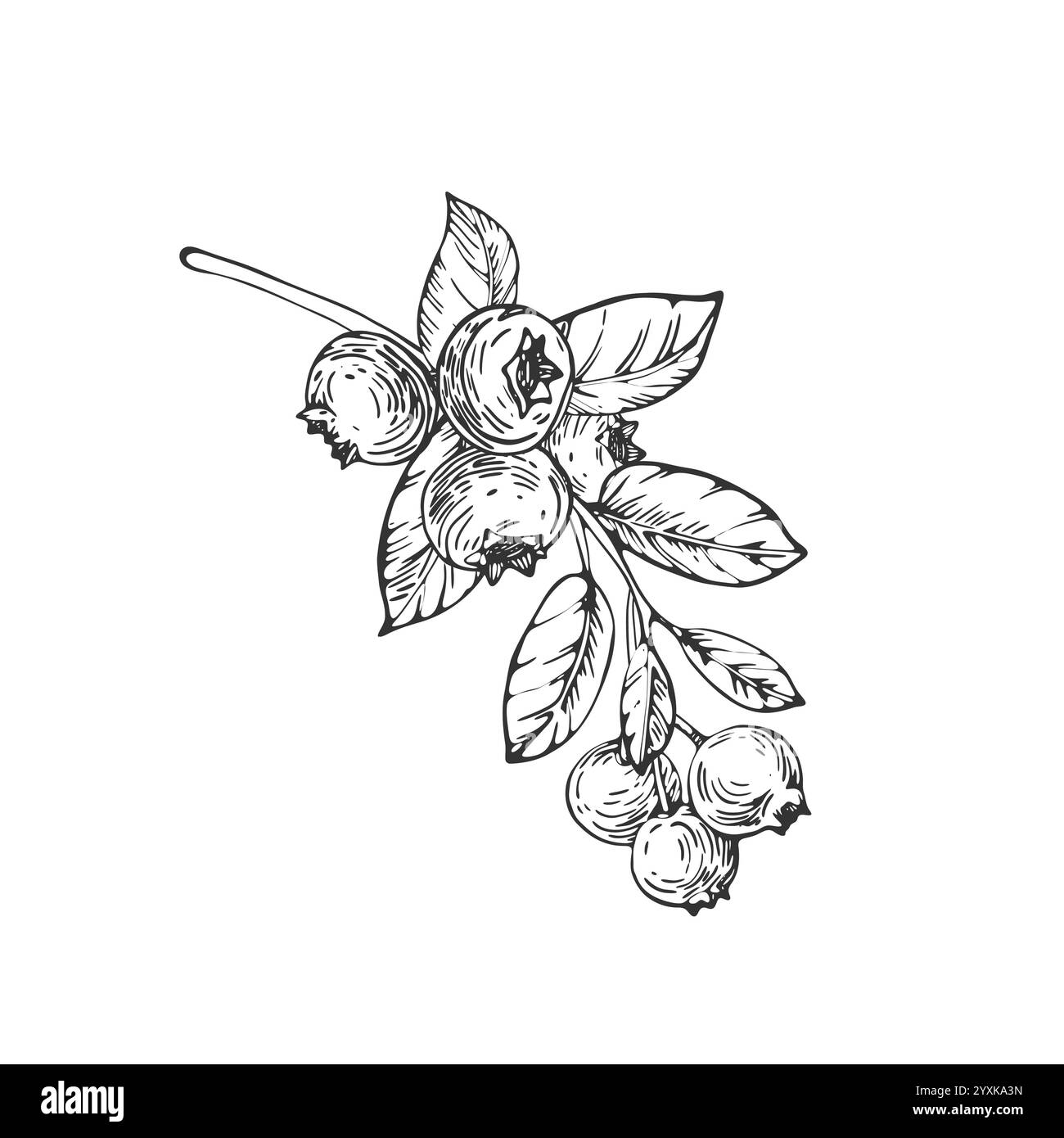 Blueberry vector black and white illustrations hand drawn with ink ...