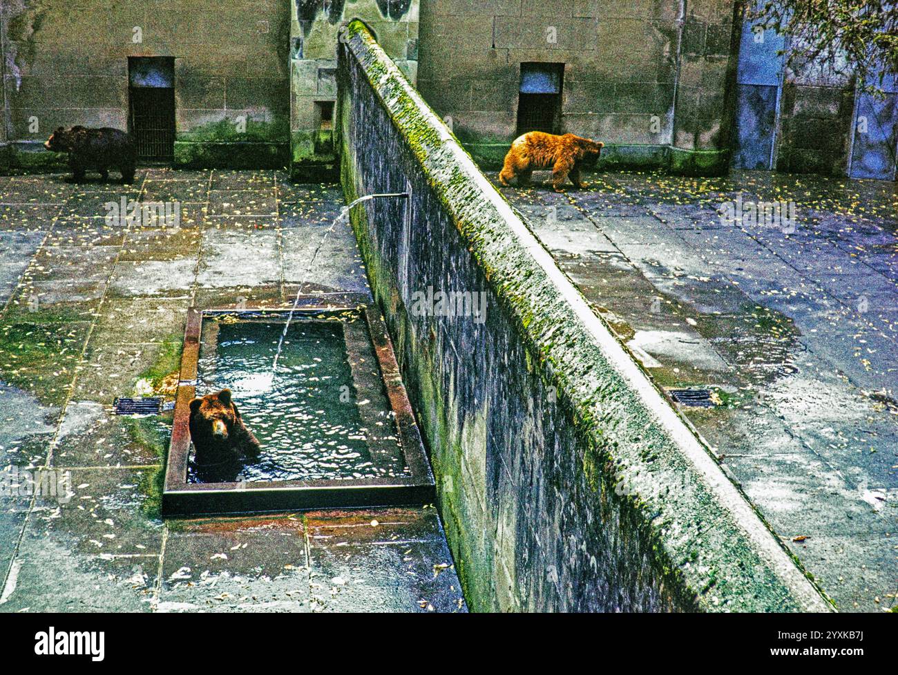 Captive switzerland hi-res stock photography and images - Alamy