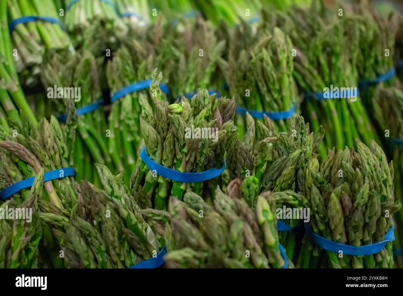 A view of several bunches of asparagus, on display at a local grocery ...