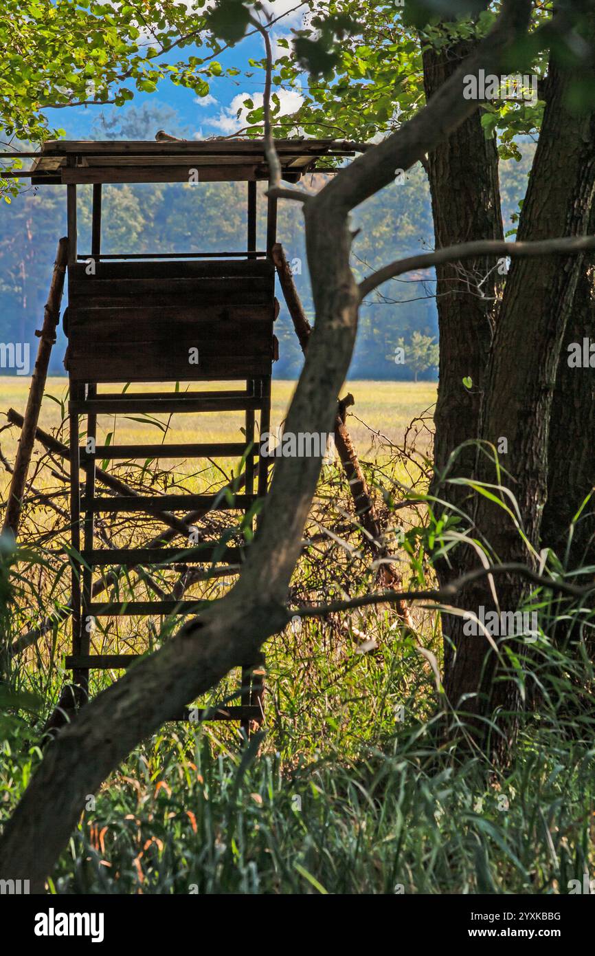 Rustic wooden hunting stand in dense green forest surrounded by tall ...