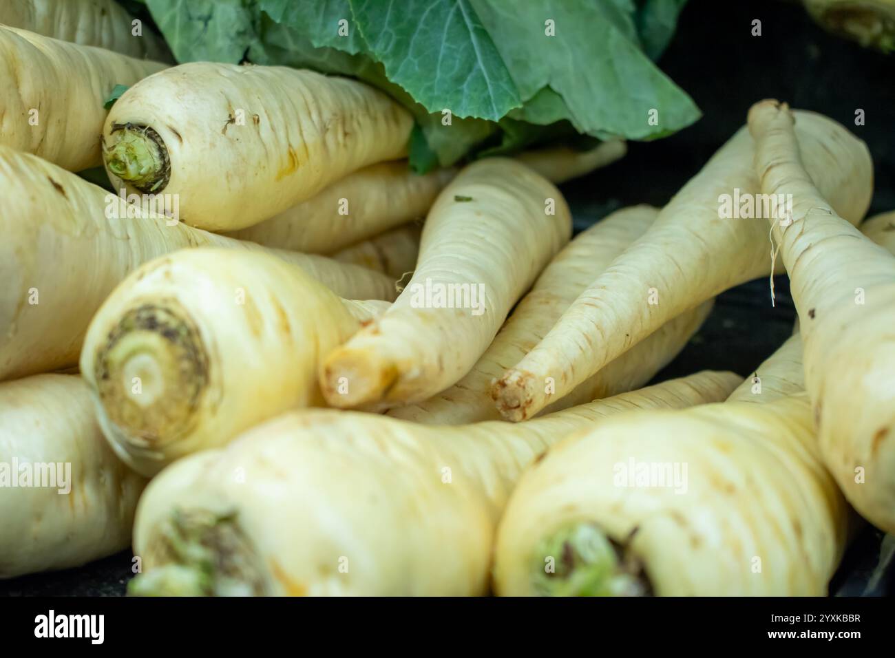 A view of a pile of parsnips, at the grocery store Stock Photo - Alamy