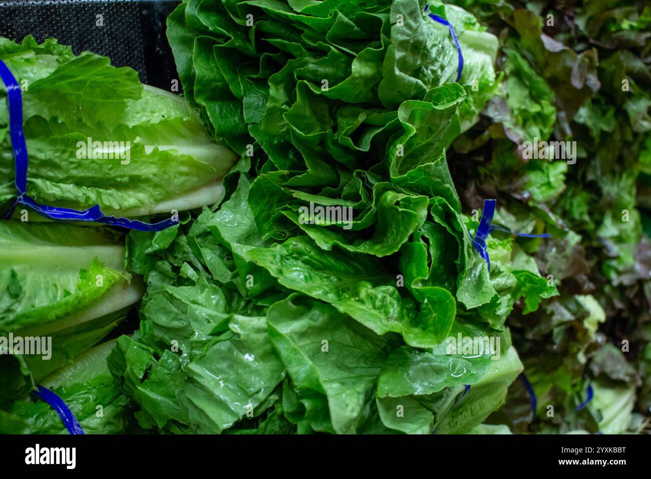 A view of varieties of lettuce, at the grocery store Stock Photo - Alamy