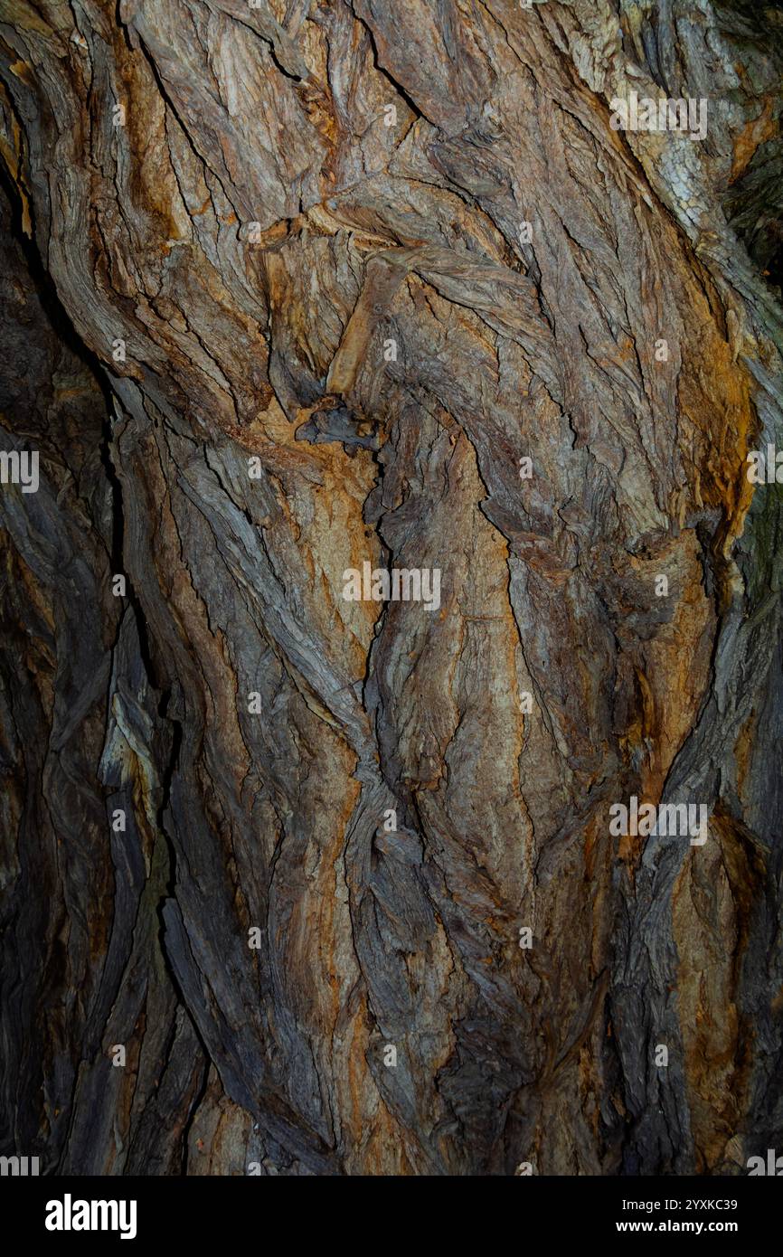Texture of an old Acacia tree in Babolna - it is the oldest acacia tree ...