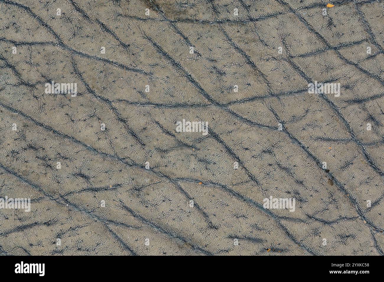 Prepared elephant skin texture in a museum Stock Photo - Alamy
