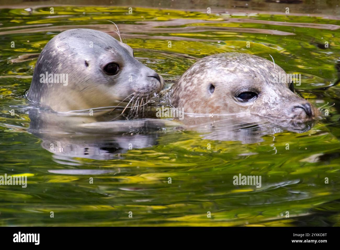 Common or harbour seal baby, its scientific name is Phoca vitulina ...