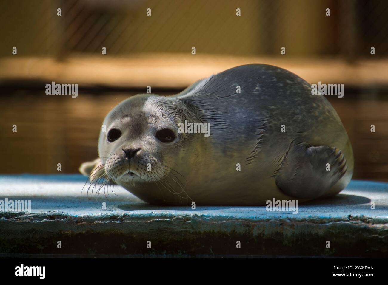 Common or harbour seal baby, its scientific name is Phoca vitulina ...