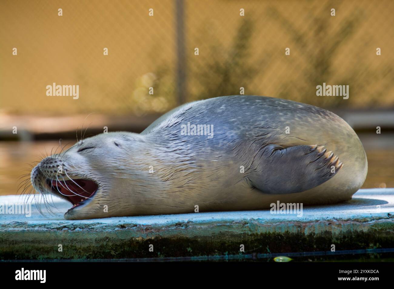 Common or harbour seal baby, its scientific name is Phoca vitulina ...