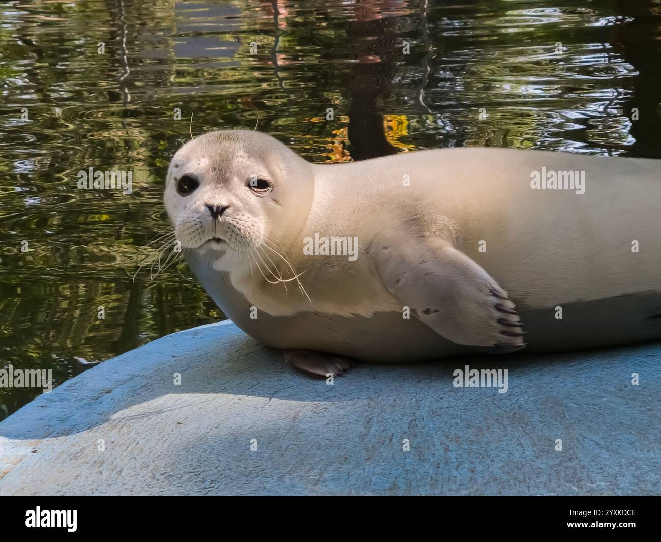 Common or harbour seal baby, its scientific name is Phoca vitulina ...