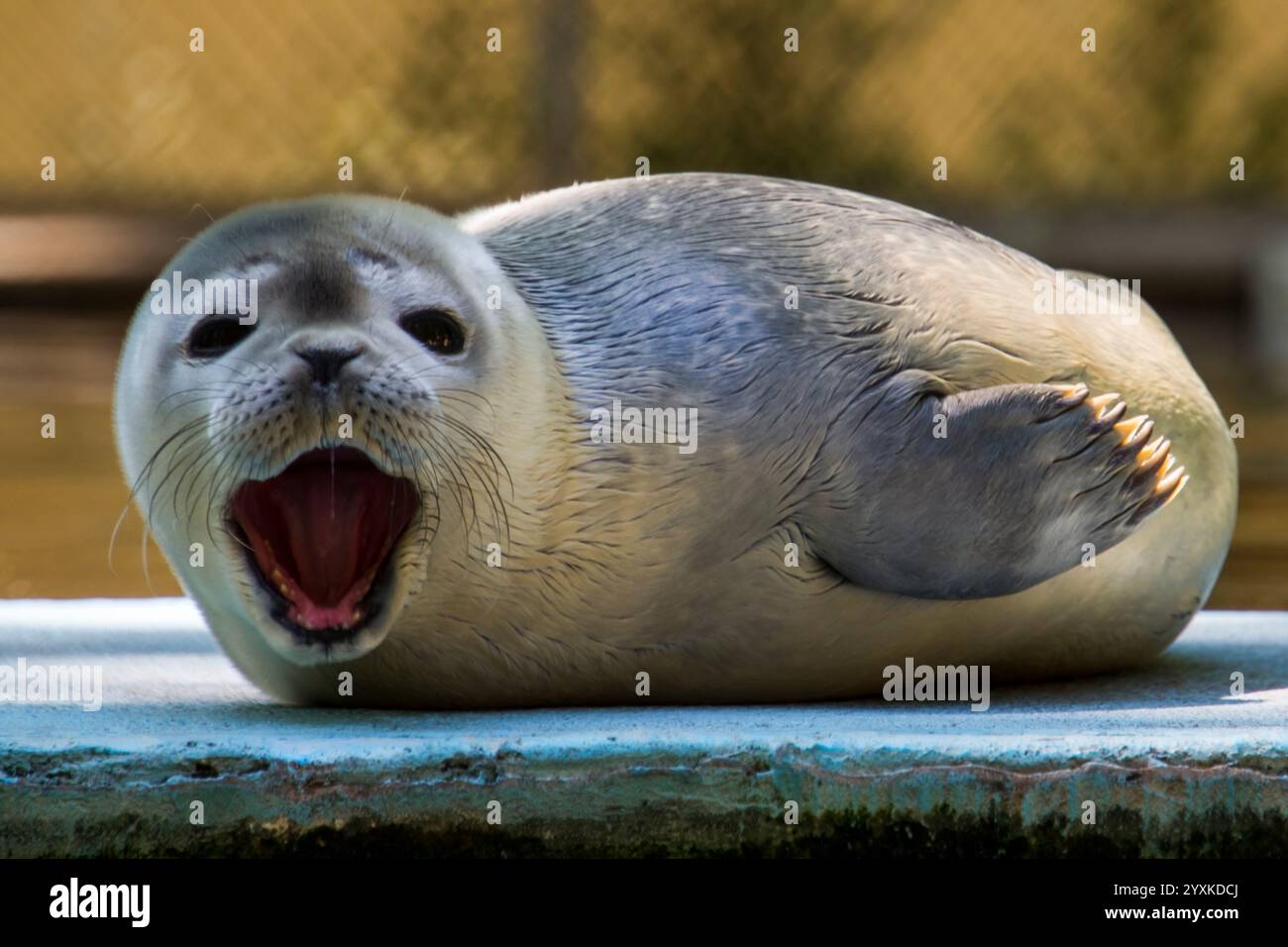 Common or harbour seal baby, its scientific name is Phoca vitulina ...