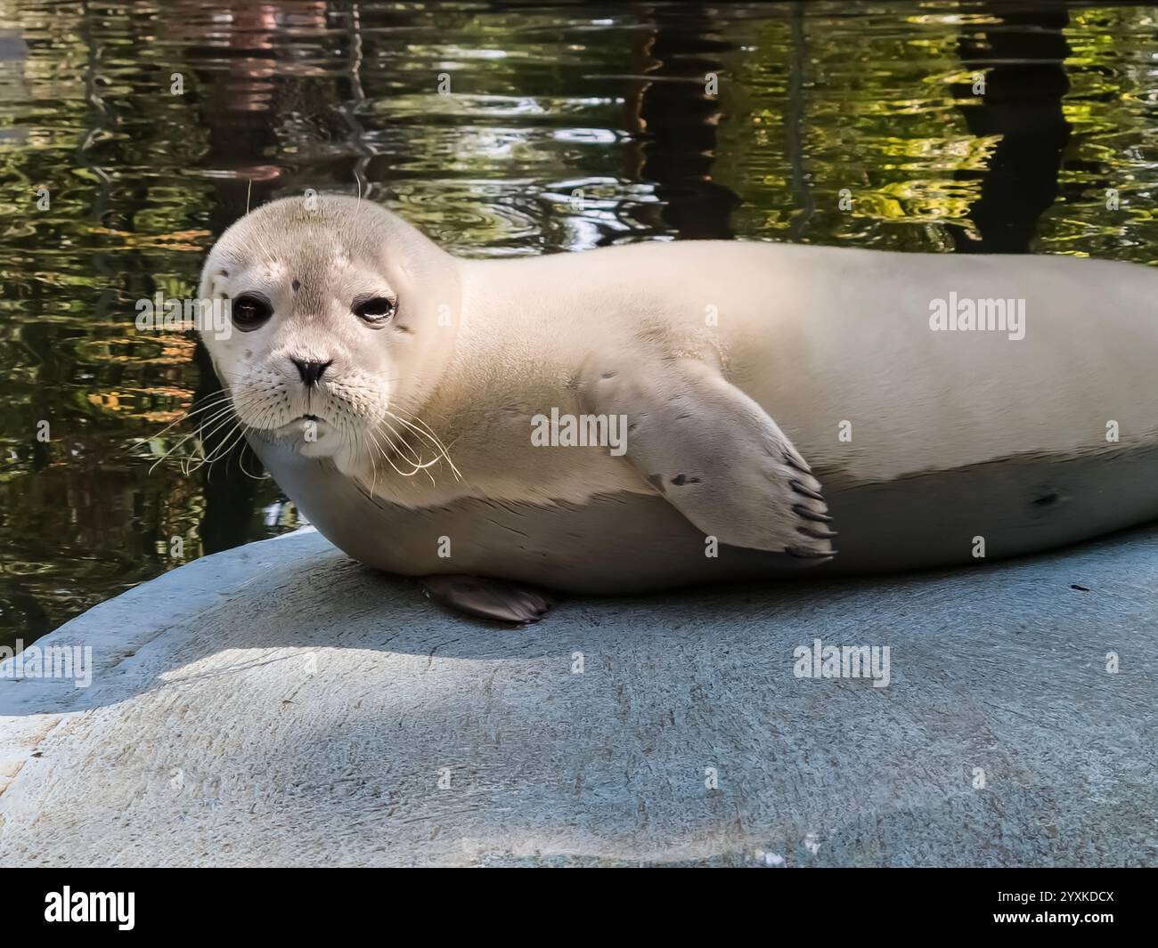 Common or harbour seal baby, its scientific name is Phoca vitulina ...