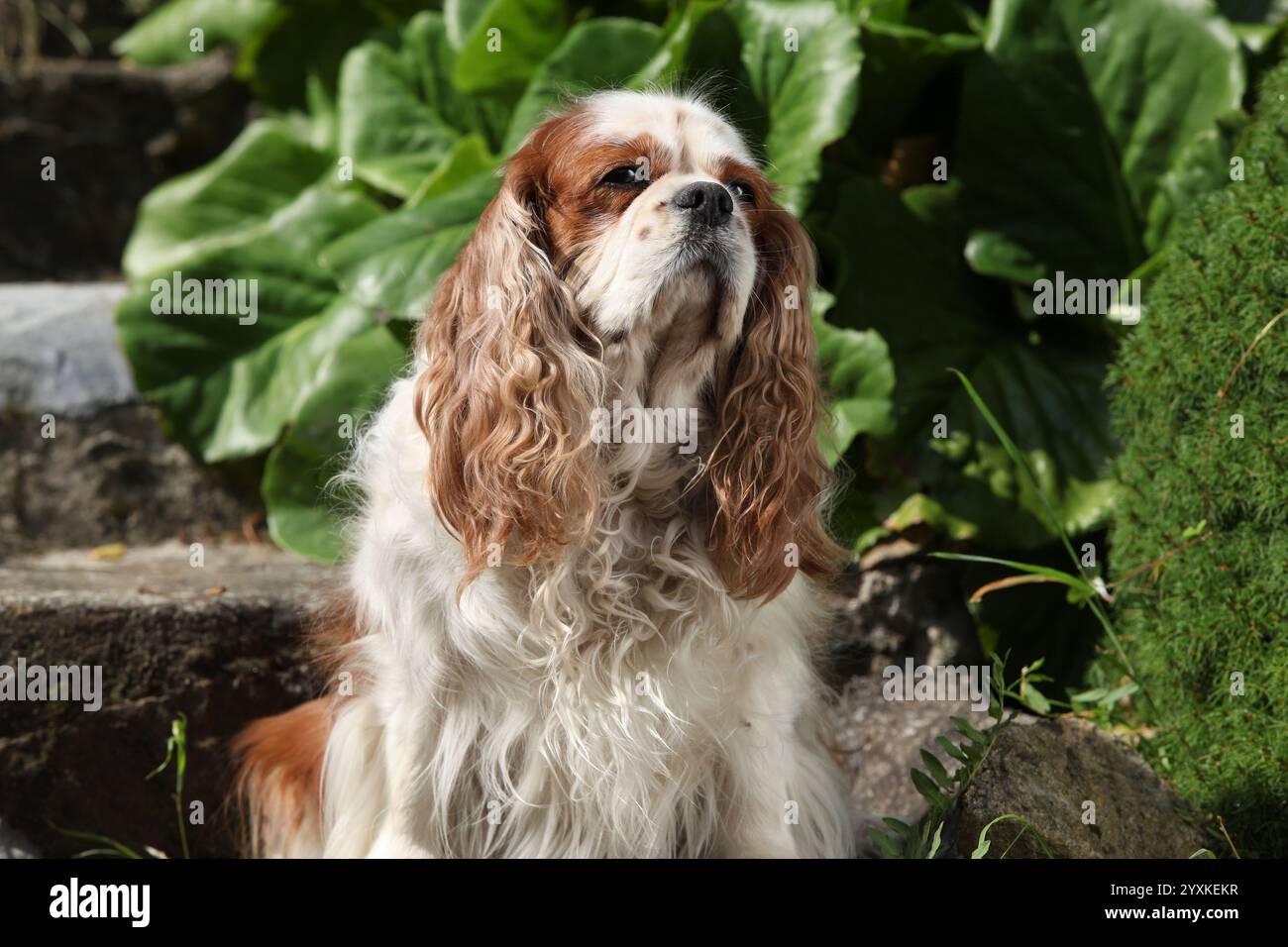 Portrait of Cavalier King Charles Spaniel sitting on old stairs in ...