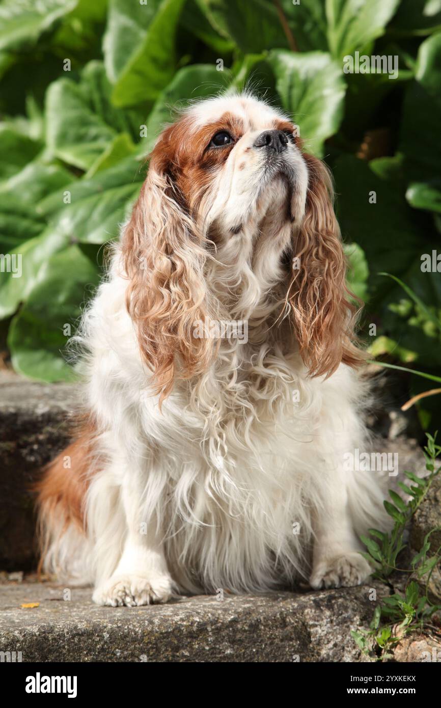 Portrait of Cavalier King Charles Spaniel sitting on old stairs in ...