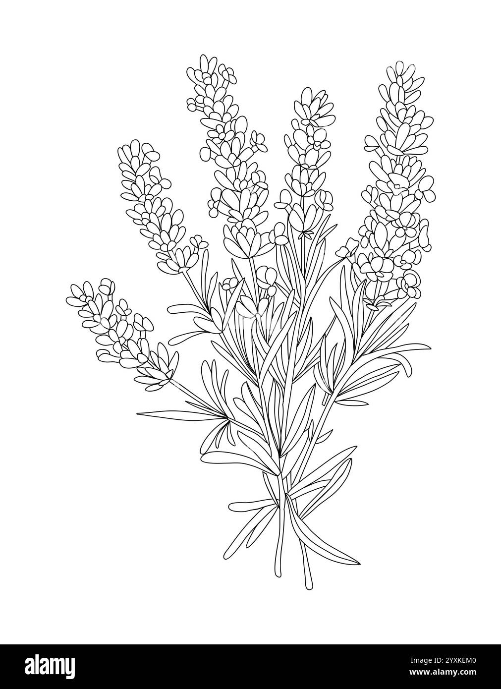Lavender flower line art vector drawing isolated Stock Vector Image ...