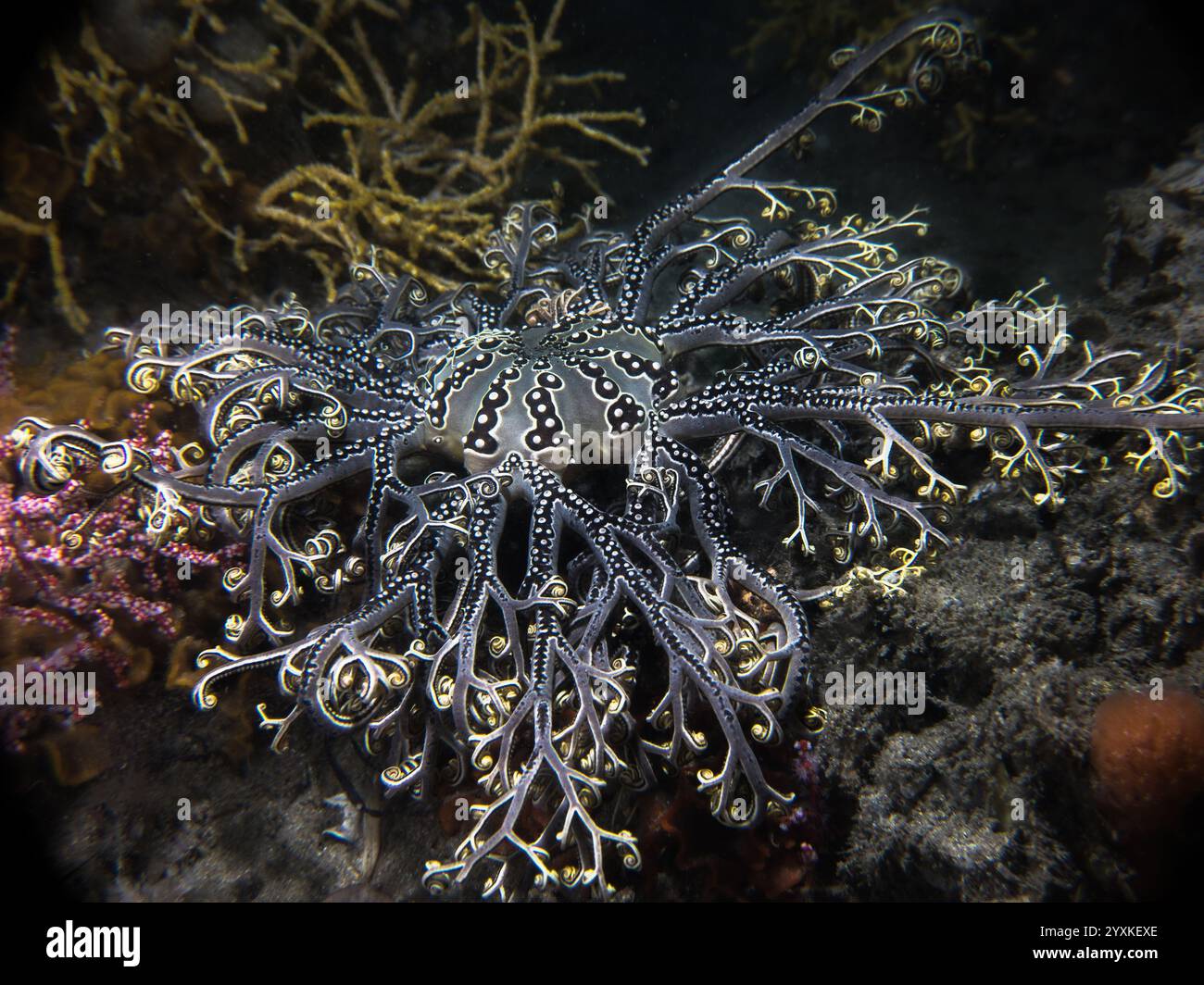 A Basket Star (Astrocladus euryale) underwater with its gray disc body ...