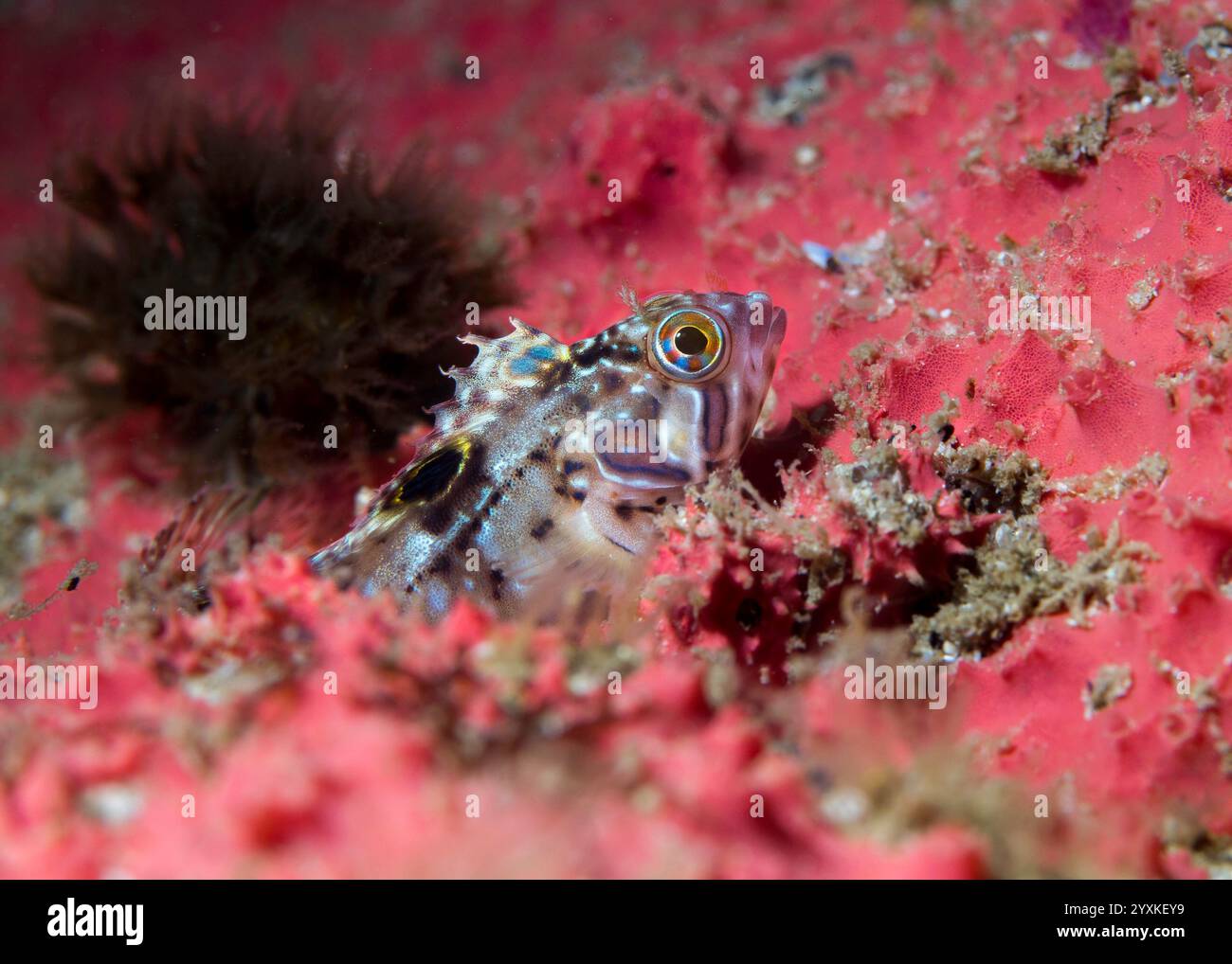 South africa ocean fish hi-res stock photography and images - Alamy