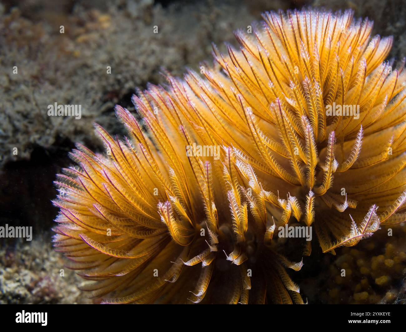 Orange feather duster worm hi-res stock photography and images - Alamy