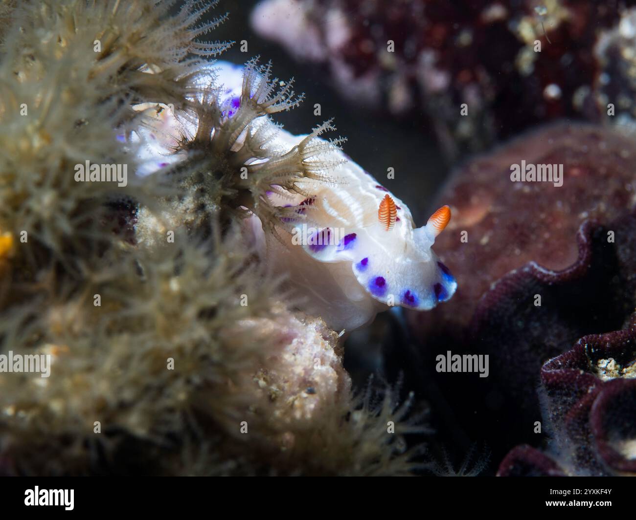 Cape dorid (Hypselodoris capensis) nudibranch underwater, a white ...