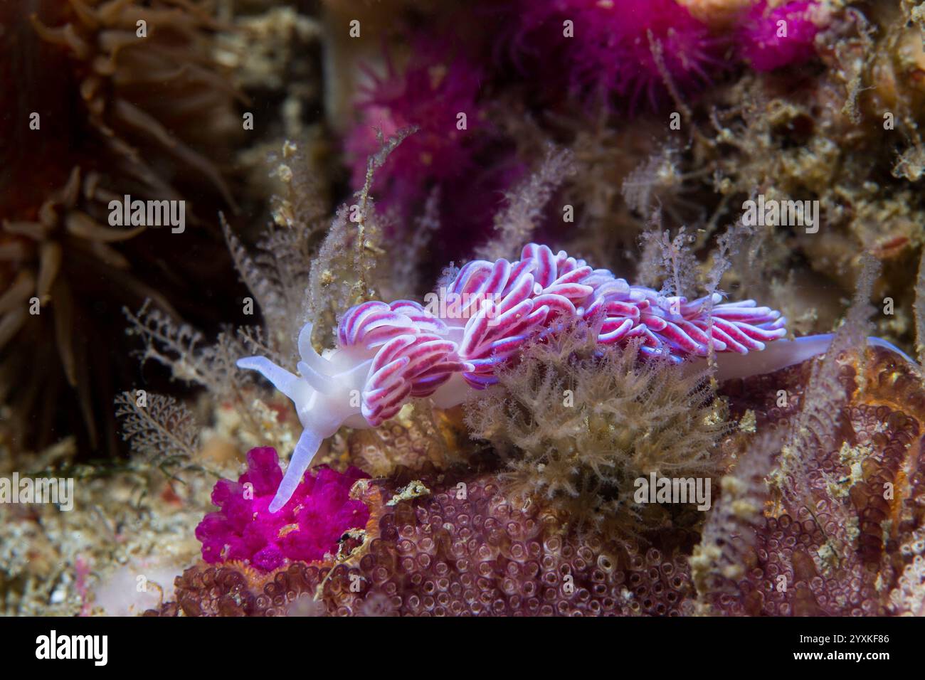 Coral nudibranch (Phyllodesmium horridum) side view of this vibrant ...