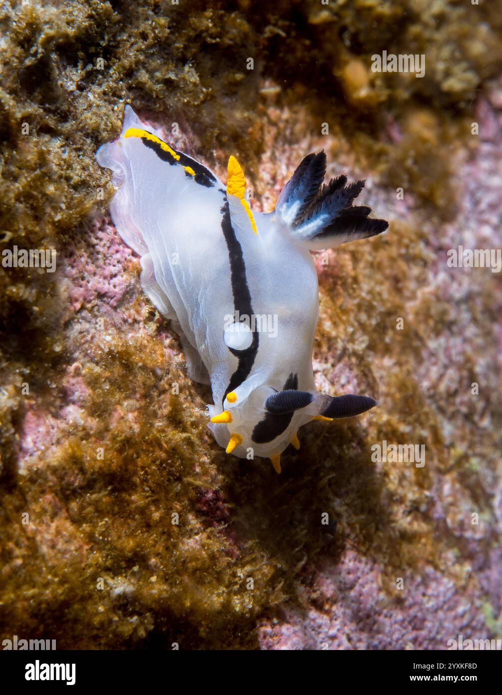 Crowned nudibranch (Polycera capensis) a white sea slug with black and ...