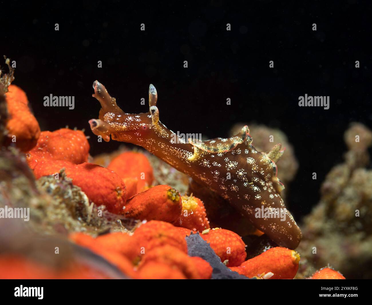 Dwarf sea hare (Aplysia parvula) sea slug with a brown body and ...