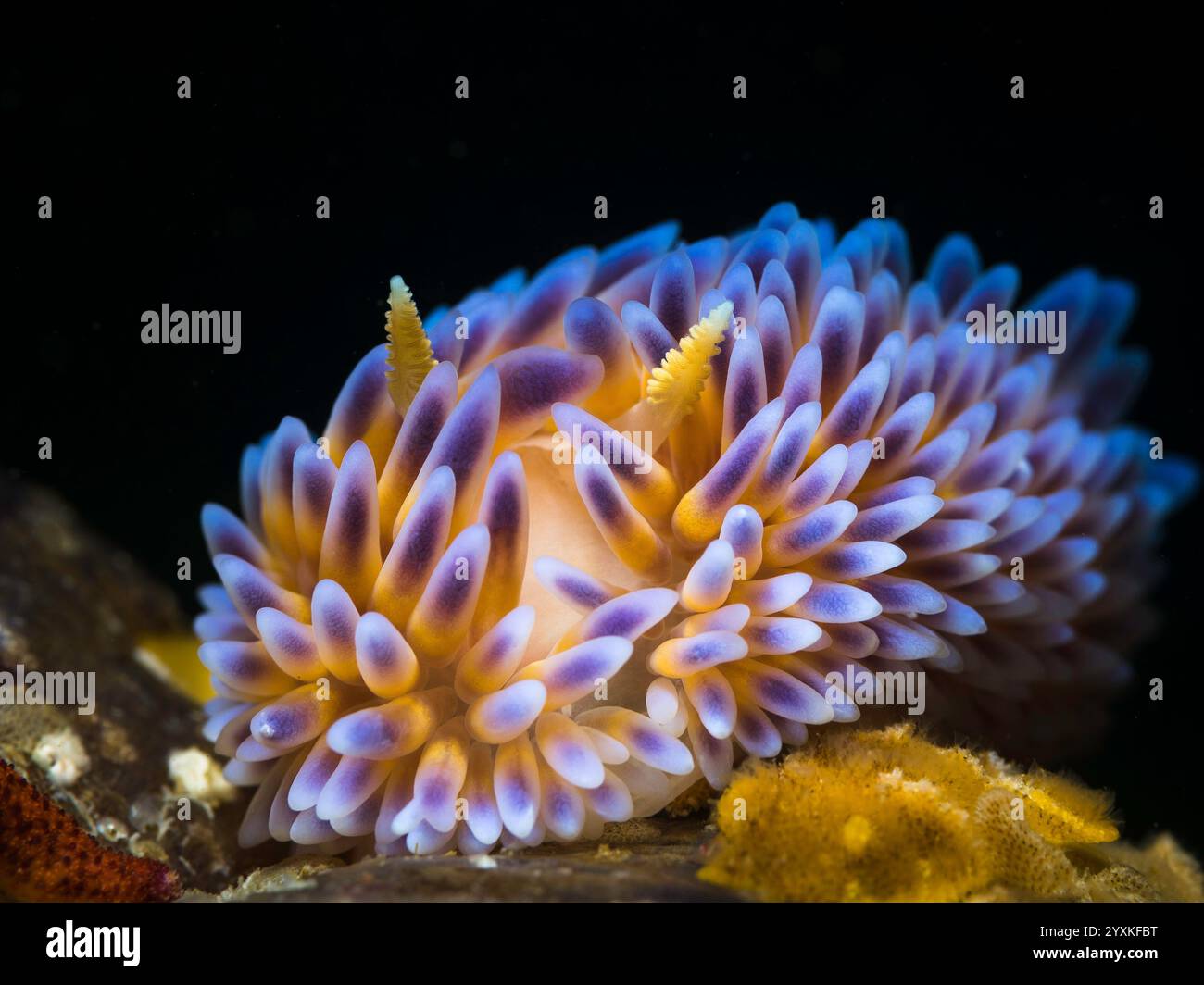 Gas flame nudibranch (Bonisa nakaza) underwater closeup front view of ...