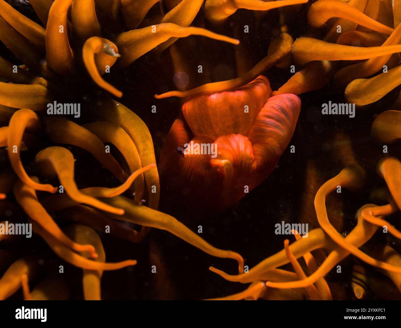 Orange sea anemone underwater closeup of its tentacles and mouth Stock ...